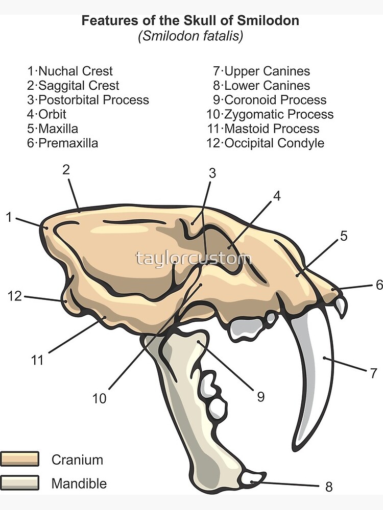 "Smilodon Skull Diagram" Canvas Print for Sale by taylorcustom | Redbubble
