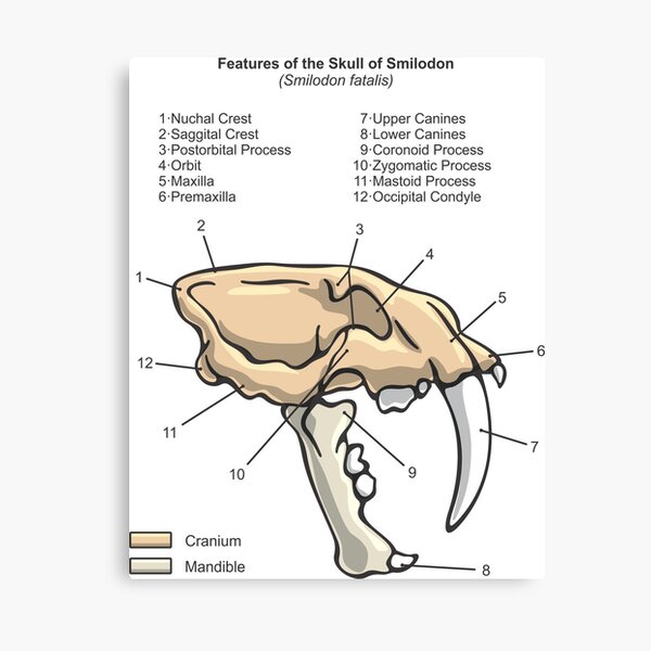 "Smilodon Skull Diagram" Canvas Print for Sale by taylorcustom | Redbubble