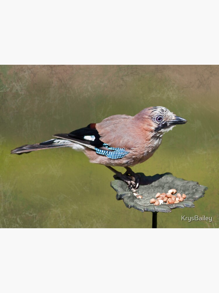 "Jay" Sticker for Sale by KrysBailey | Redbubble