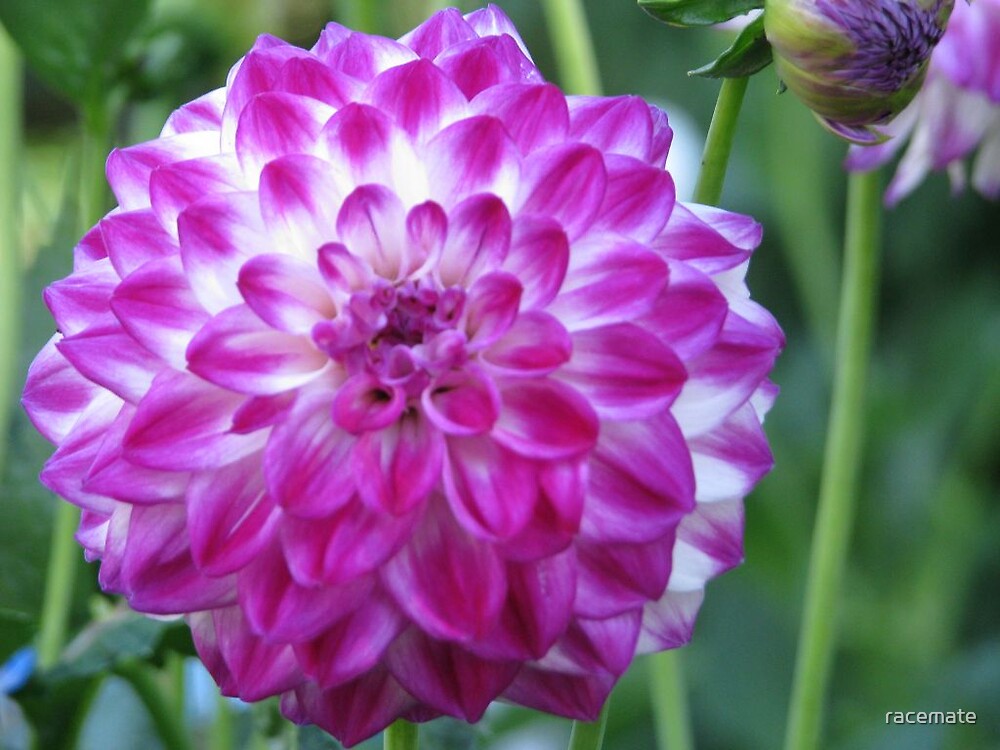 "dahlia" by racemate | Redbubble