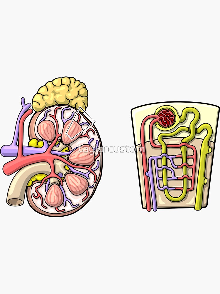 Pegatina «Ilustración de la anatomía renal del riñón humano» de ...