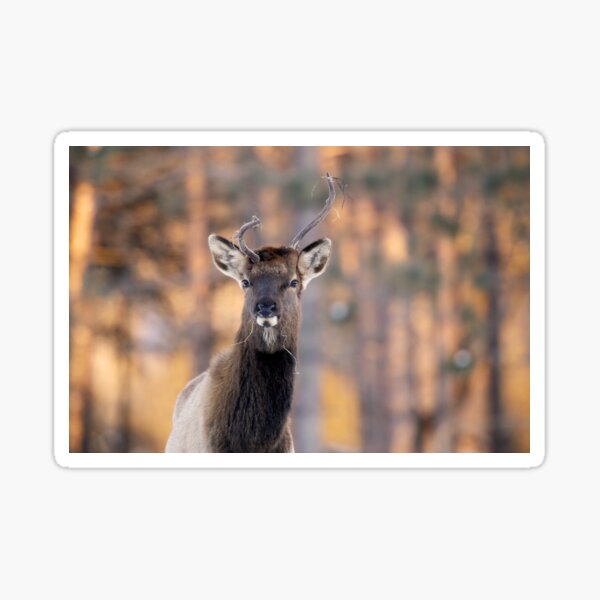 "Wonky" Sticker for Sale by mlorenz | Redbubble