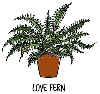 "Love Fern" by Madi Groesser | Redbubble