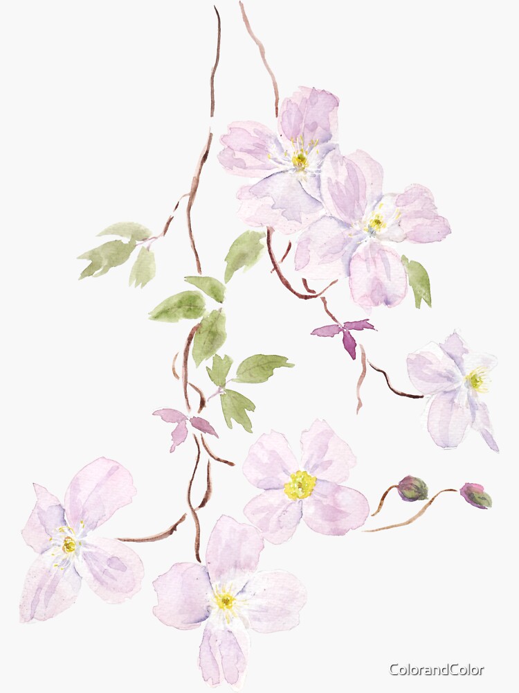 "purple clematis watercolor hand painted " Sticker for Sale by ...