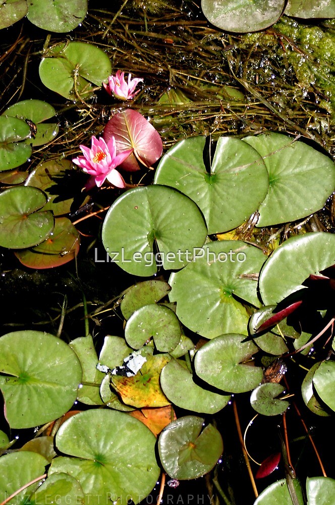 "Lillypads - Liz Leggett Photography" by LizLeggettPhoto | Redbubble