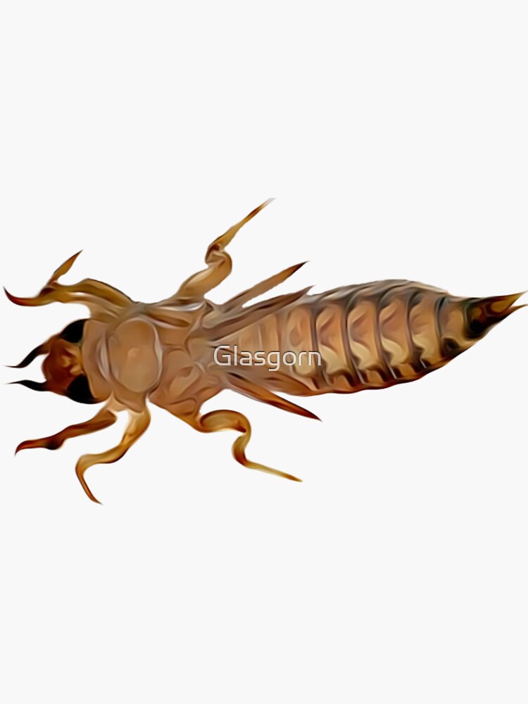 "A Common Sanddragon nymph" Sticker for Sale by Glasgorn | Redbubble