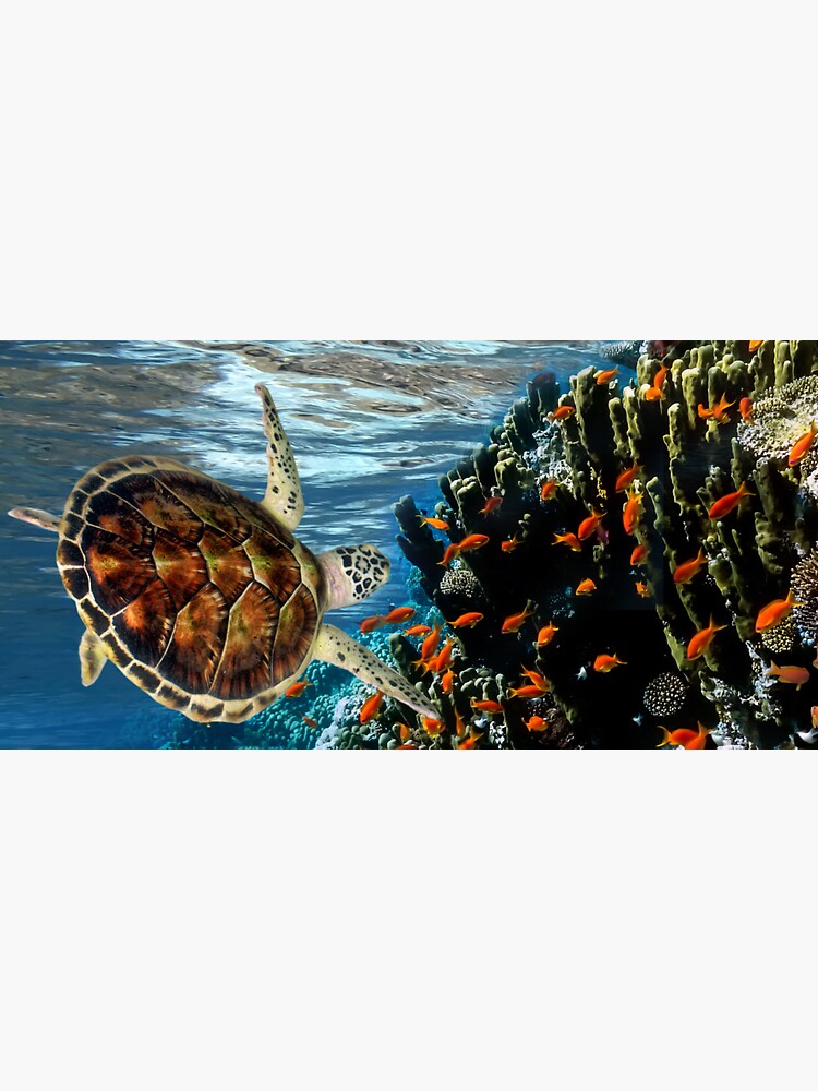 " Sea turtle,Sea turtles, poster,Sea turtle wall art,Sea turtle art ...