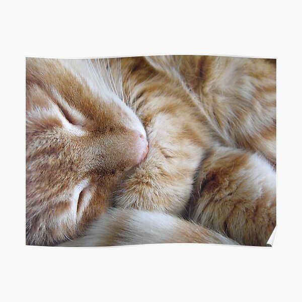 "Nap" Poster for Sale by fazny | Redbubble
