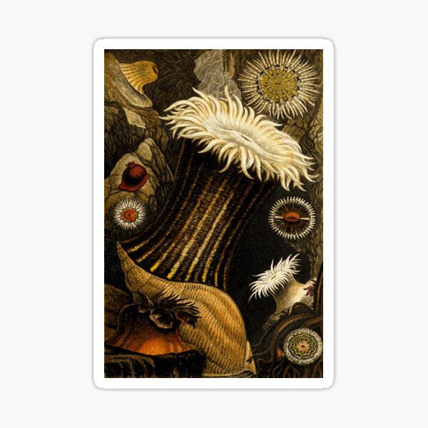 "Sea anemones illustration from Actinologia britannica" Sticker for ...