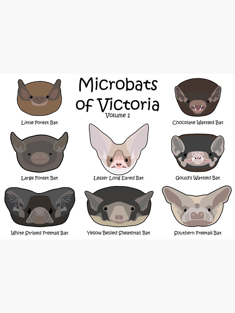 "Microbats of Victoria, volume 1" Sticker for Sale by MicrobatsofMelb | Redbubble