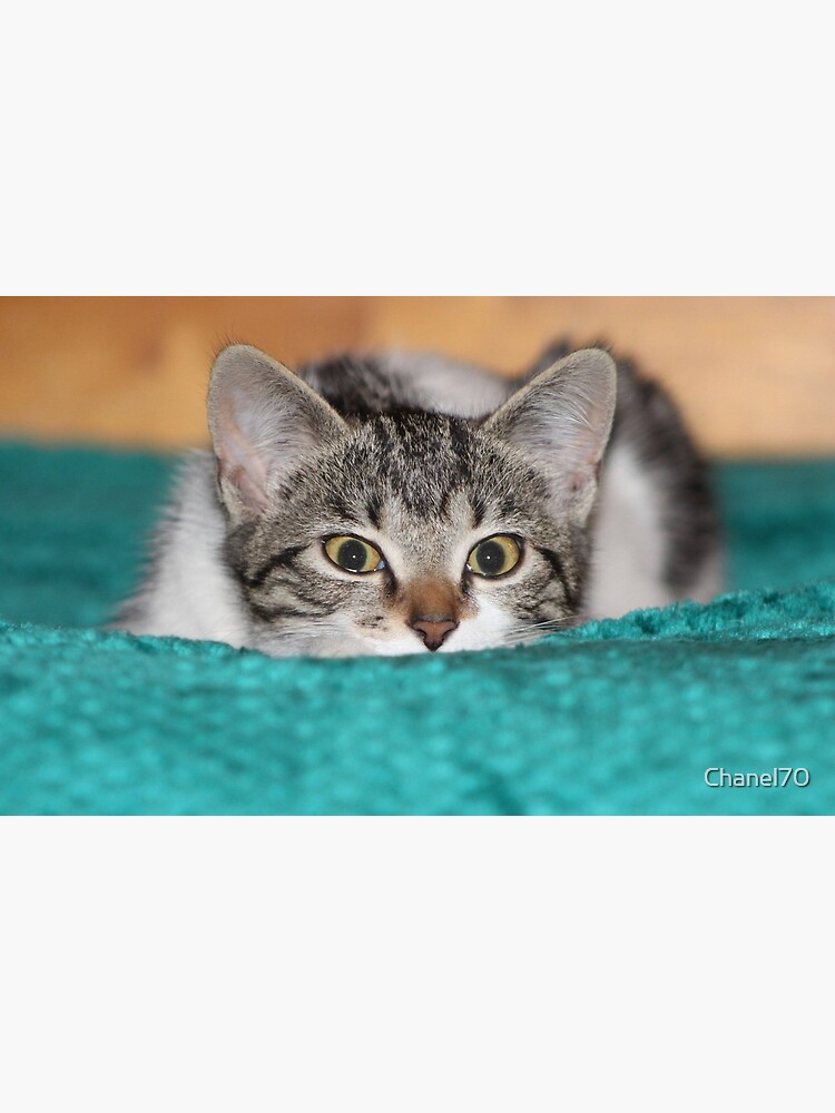 "Missy Cat" Poster by Chanel70 | Redbubble