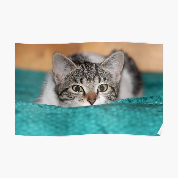 "Missy Cat" Poster by Chanel70 | Redbubble