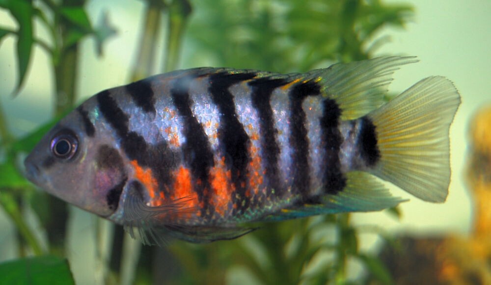 "convict fish , chilid" by cool3water | Redbubble