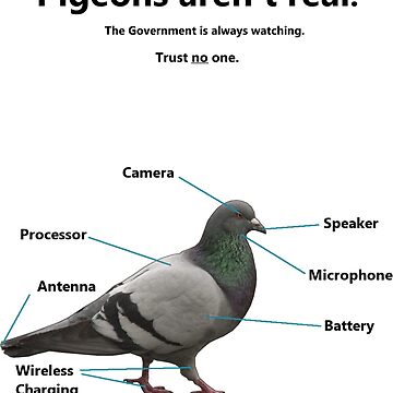 "Pigeons arent real; The Government is always watching" Sticker for ...