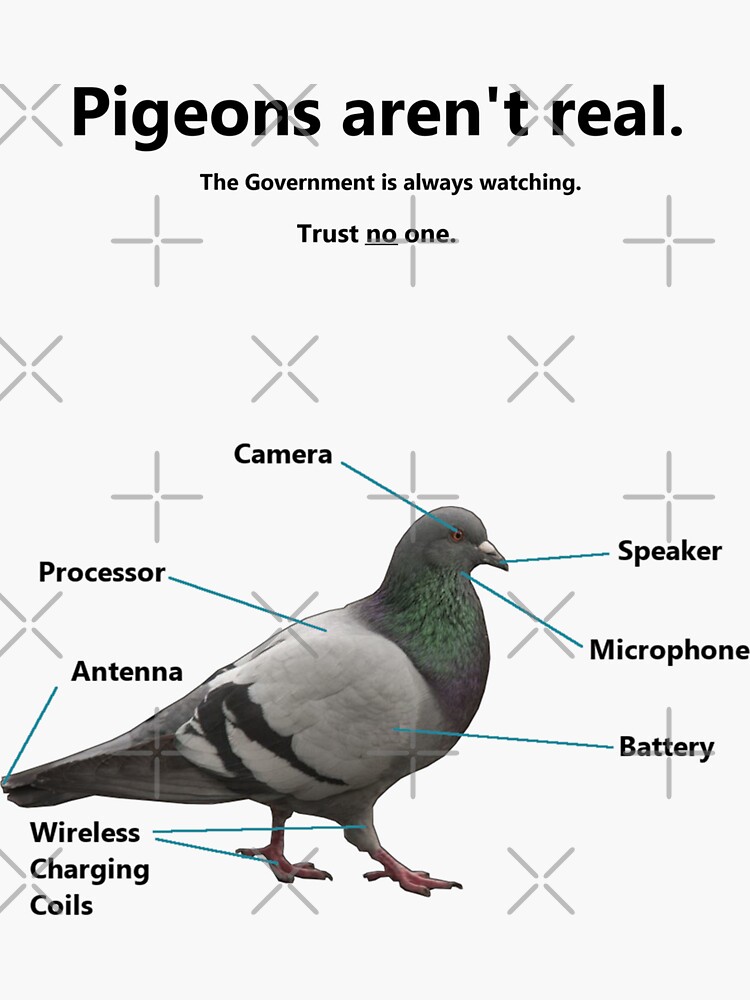 "Pigeons arent real; The Government is always watching" Sticker for ...
