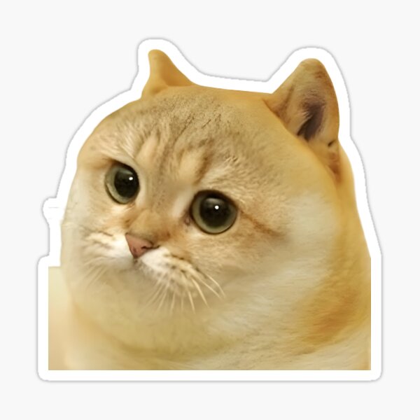 "cat meme" Sticker by MiausWoof | Redbubble