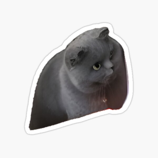 "Cat meme look exam" Sticker by MiausWoof | Redbubble