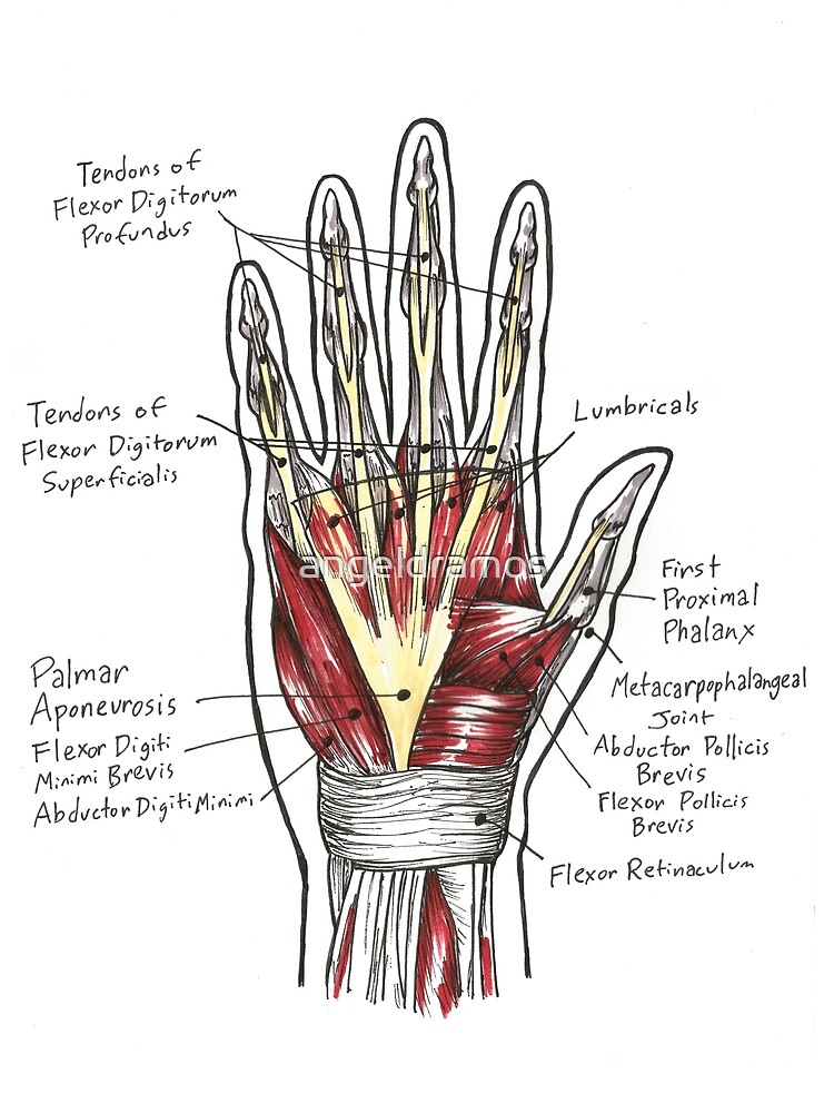 "Hand Muscle Group" Poster by angeldramos | Redbubble