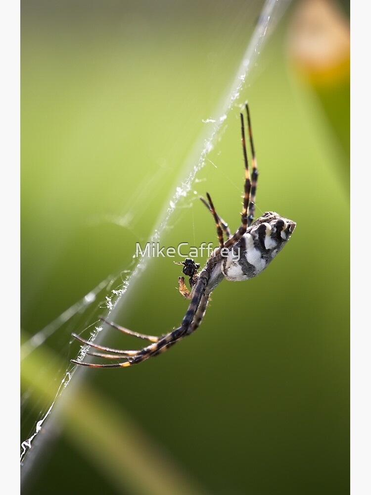 "Argiope lobata spider from Malta" Poster for Sale by MikeCaffrey ...