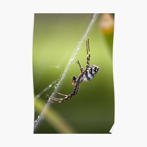 "Argiope lobata spider from Malta" Poster for Sale by MikeCaffrey ...