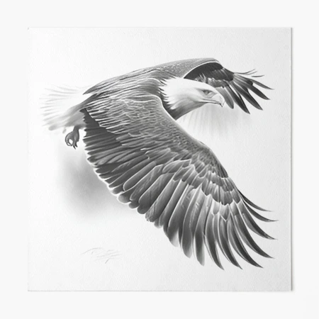 Flying Eagle Pencil Drawing