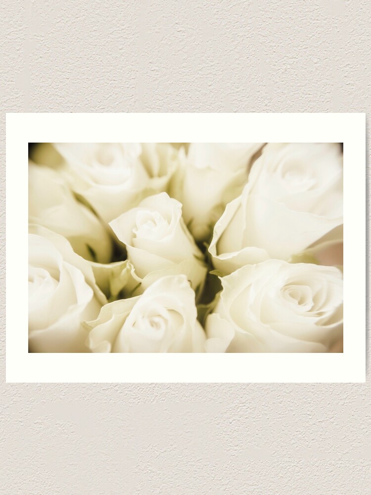 "Ivory Roses #1" Art Print for Sale by DebraCox | Redbubble
