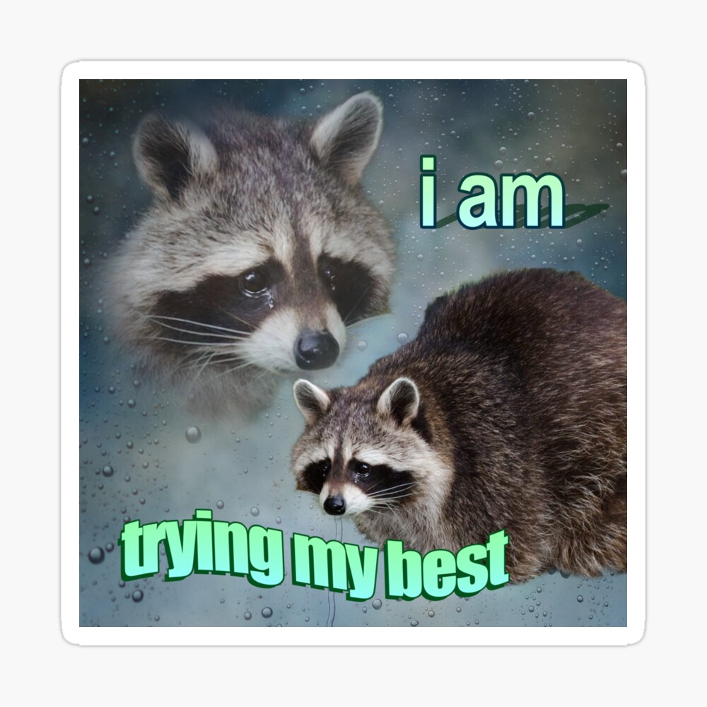 Excelente Meme De Mapache