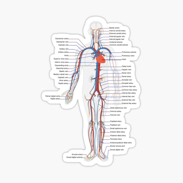 "Circulatory System Medical Anatomy Arteries Veins" Sticker for Sale by ...