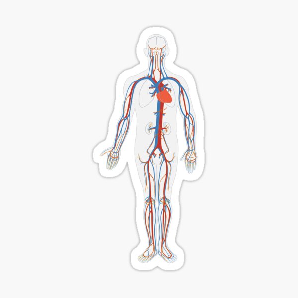 "Circulatory System Medical Anatomy Arteries Veins" Sticker for Sale by ...