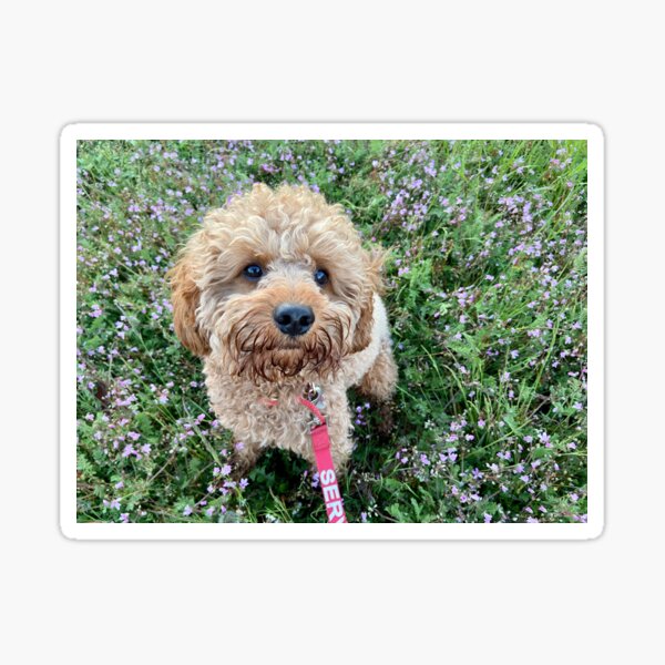 "Jared " Sticker for Sale by BOBBYBABE | Redbubble