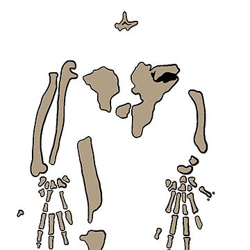 "Ardipithecus ramidus ("Ardi") Skeleton" Sticker for Sale by Jadalane38 ...