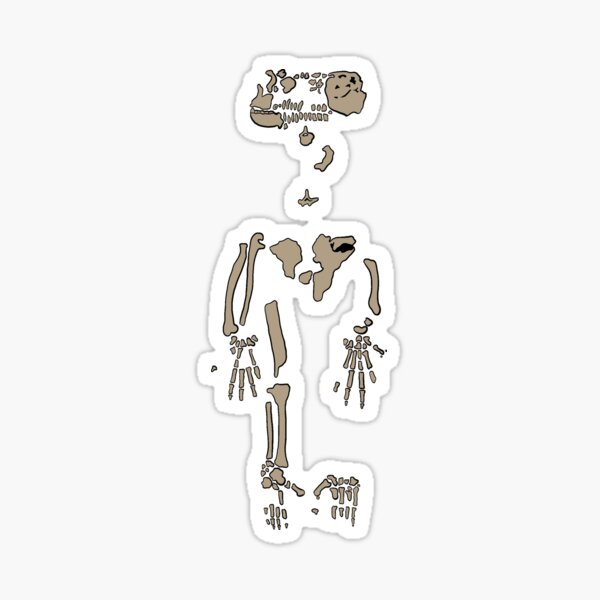 "Ardipithecus ramidus ("Ardi") Skeleton" Sticker for Sale by Jadalane38 ...