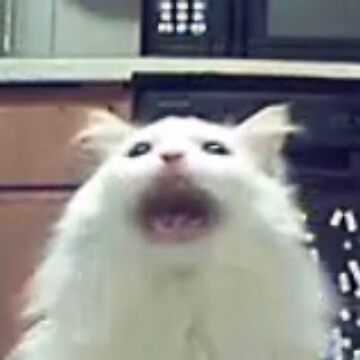 "Cat Screaming Meme Reaction Image Funny" Sticker for Sale by ...