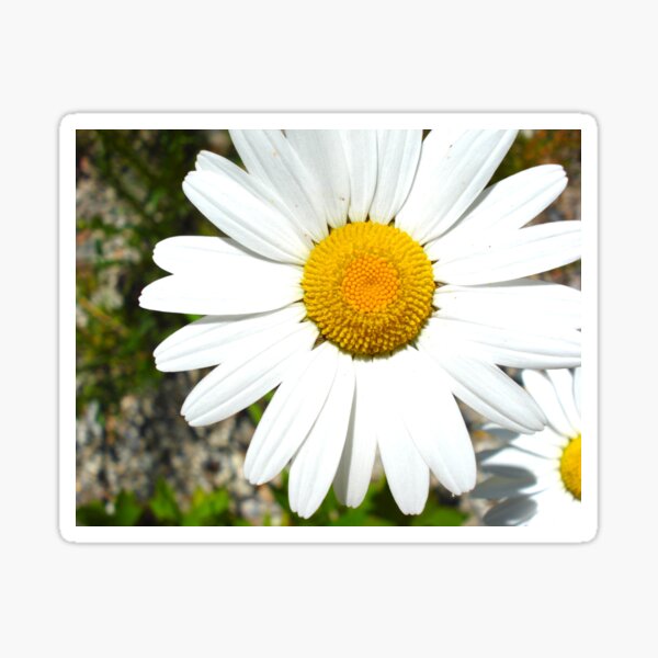 "Daisies" Sticker for Sale by Louise-Mae | Redbubble