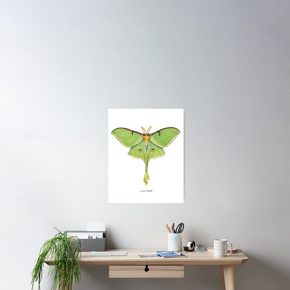 "Luna Moth (Actias luna) II" Poster for Sale by JadaFitch | Redbubble