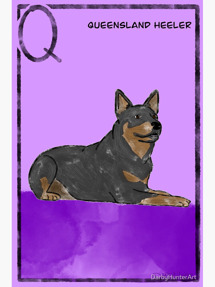 "Q is for Queensland heeler | Australian cattle dog | cattle dog ...