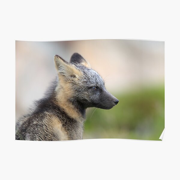 "Baby Cross Fox " Poster by mlorenz | Redbubble