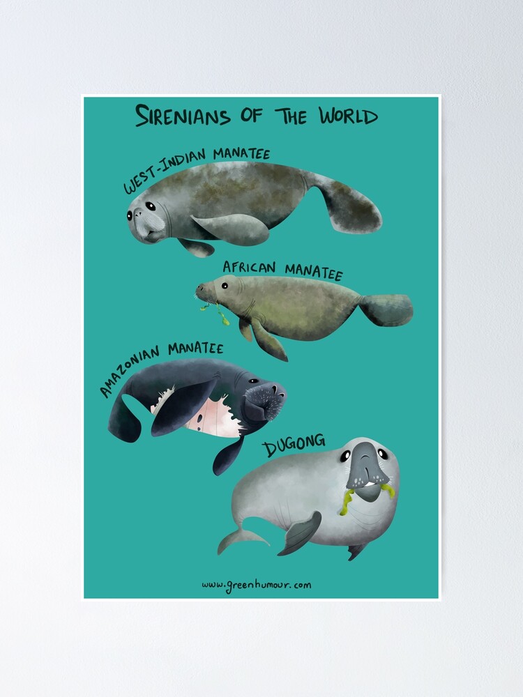 "Sirenians of the World" Poster for Sale by rohanchak | Redbubble