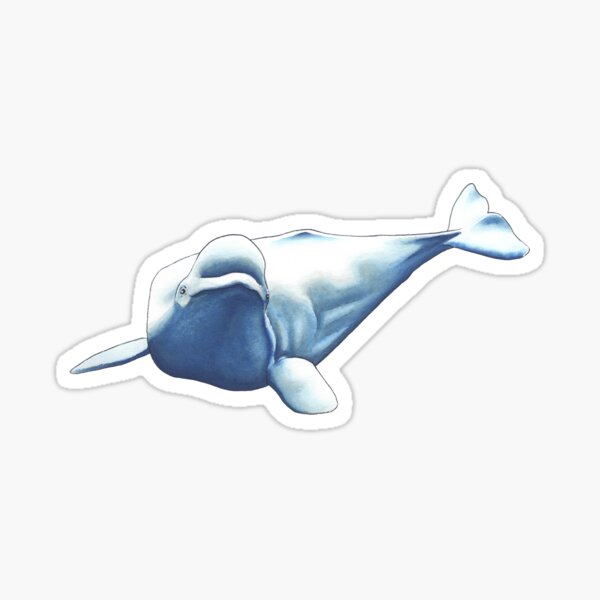 "Beluga Whale" Sticker for Sale by SarehPuetz | Redbubble