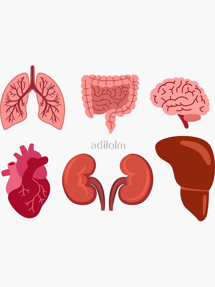 "Sensitive parts of the body scienses human spare parts" Sticker for ...