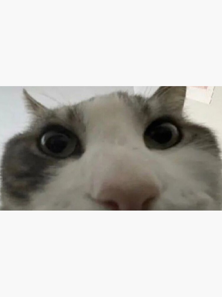 "Cat looking inside box meme" Bucket Hat for Sale by CuteCatsLol ...