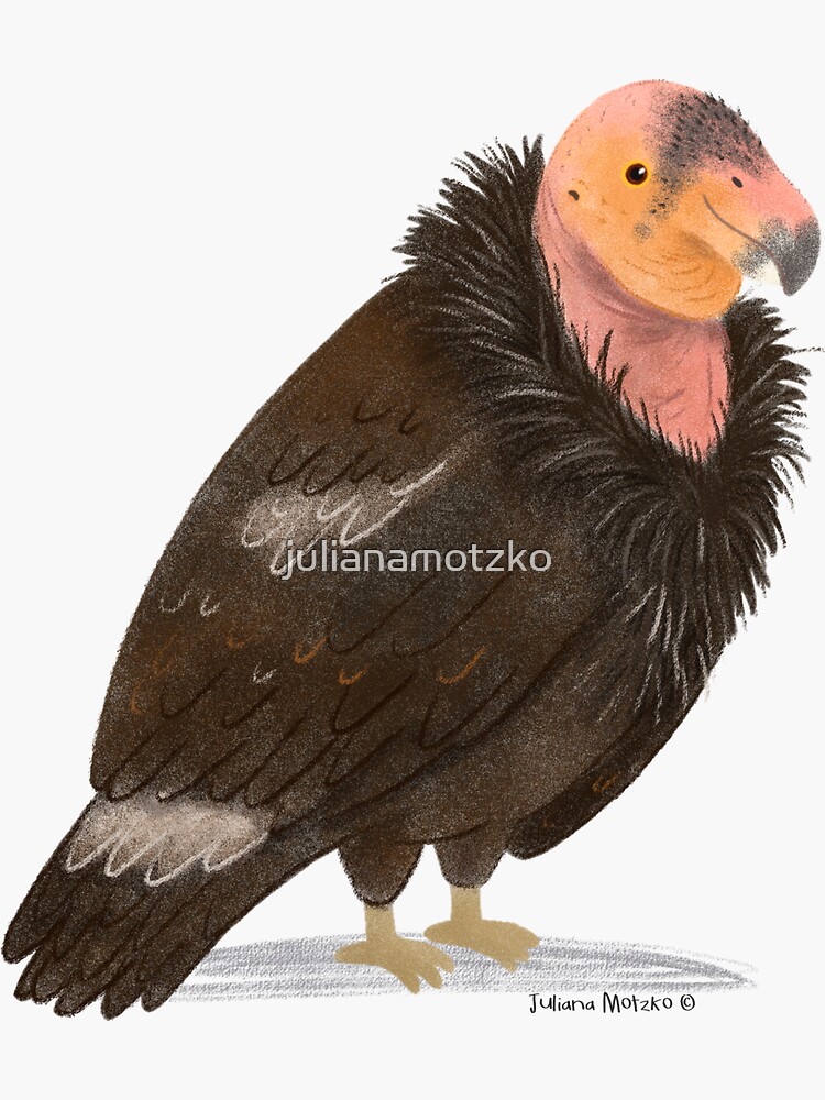 "California Condor" Sticker for Sale by julianamotzko | Redbubble