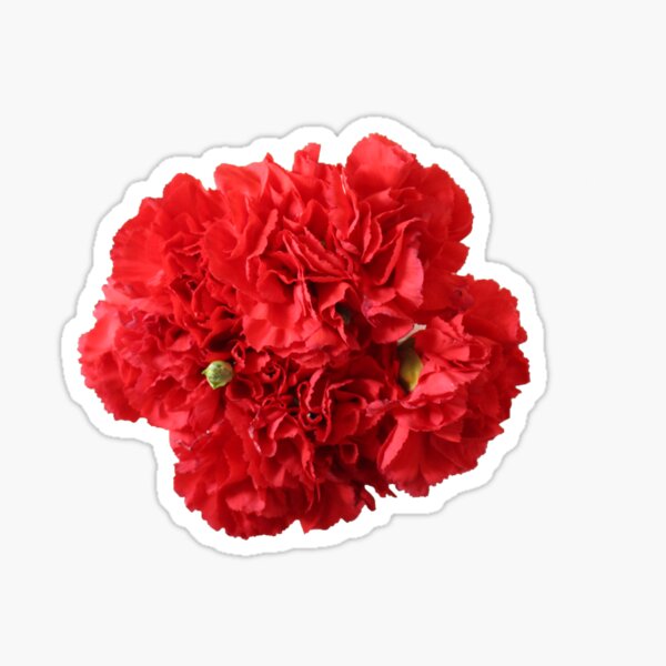 "Carnation" Sticker by ellaloux | Redbubble