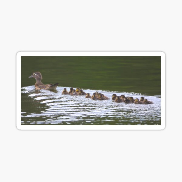 "Momma Wood Duck And Her Brood Of 22" Sticker for Sale by ...