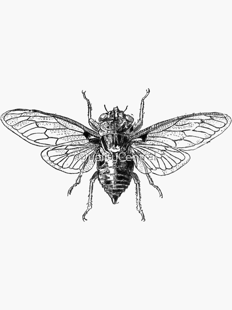 "Cicada design - Cicada 3301 | Insect Cartoon Black & White" Sticker ...