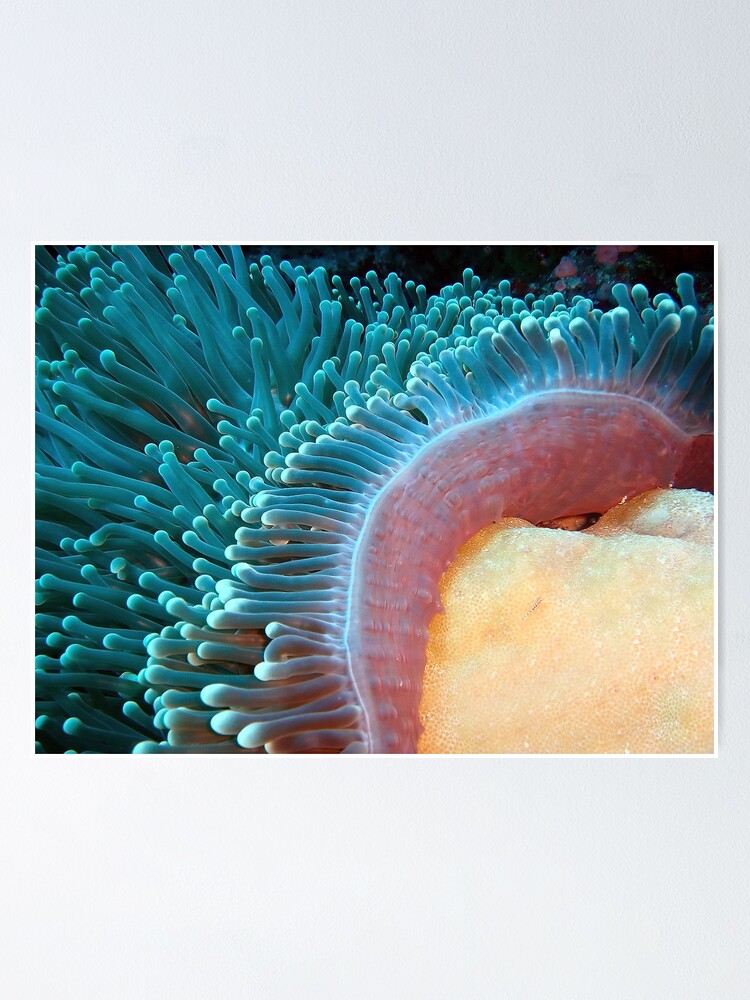 "Magic Carpet" Poster by MattTworkowski | Redbubble