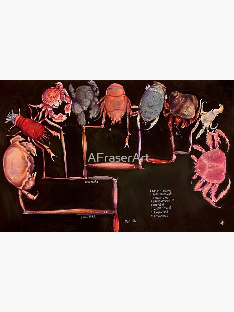 "Crab phylogenetic tree" Art Print for Sale by AFraserArt | Redbubble