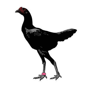 "Black Modern Game Bantam Hen" Sticker for Sale by bakerchkenranch ...
