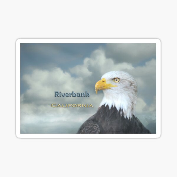 "Bald Eagle Riverbank CA" Sticker for Sale by fineart2017 | Redbubble