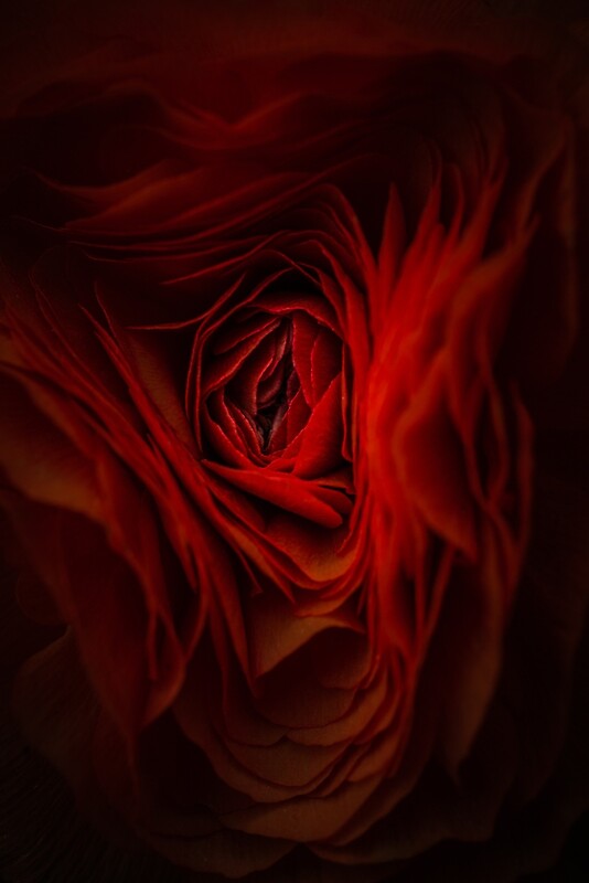 "just a rose" by alan shapiro | Redbubble